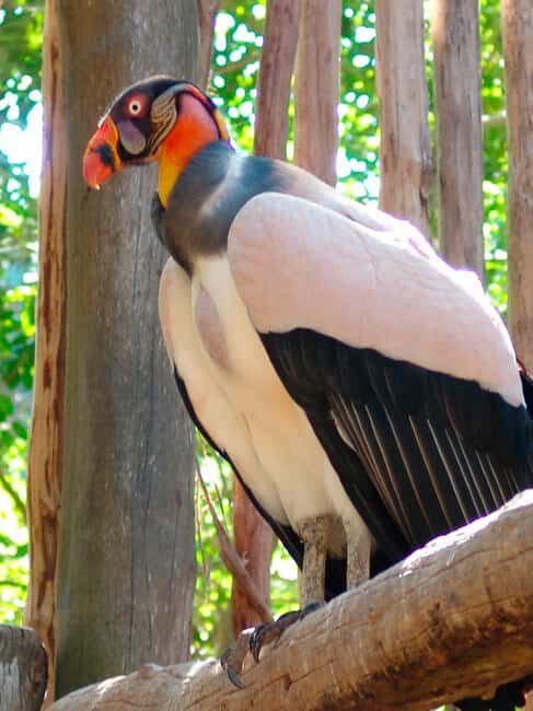 Xcaret Plus Ticket - Final Thoughts: Who Should Consider It?