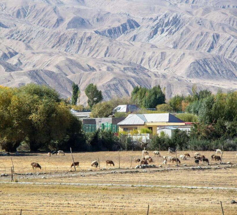 Xi'an: 12-Day Silk Road Tour to Kashgar - Who Will Love This Tour?