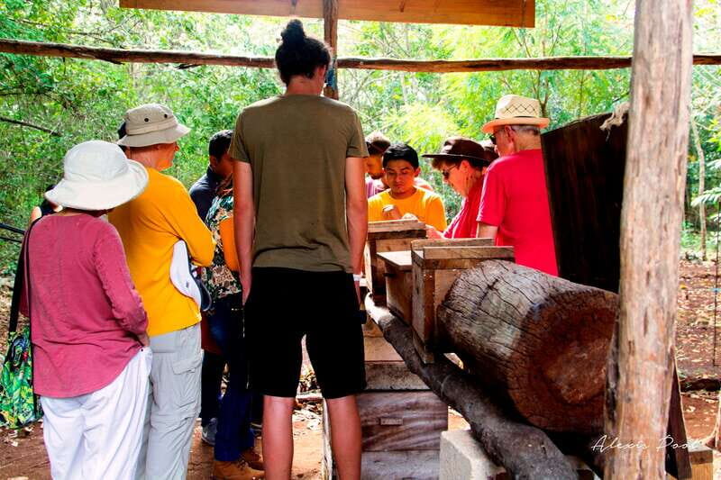 Xkopek, Mayan Bees Tour and Honey Tasting in Valladolid - Key Points