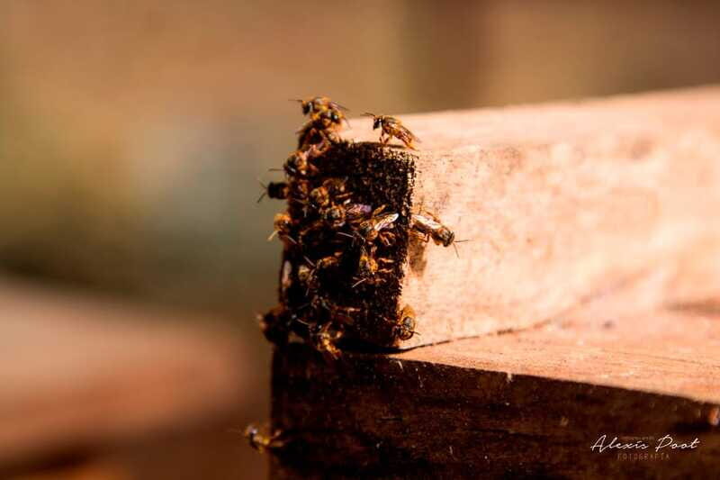 Xkopek, Mayan Bees Tour and Honey Tasting in Valladolid - FAQs