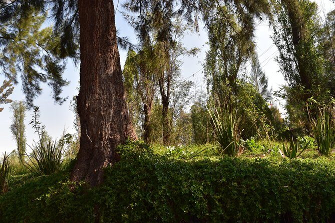Xochimilco & Coyoacán Private Tour - Practical Considerations