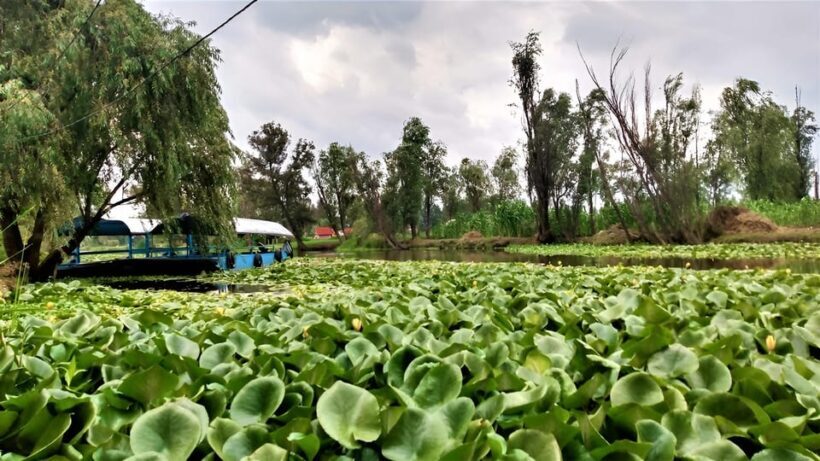 Xochimilco Day Trip: Farmland Food and Hop on a Trajinera - Final Thoughts