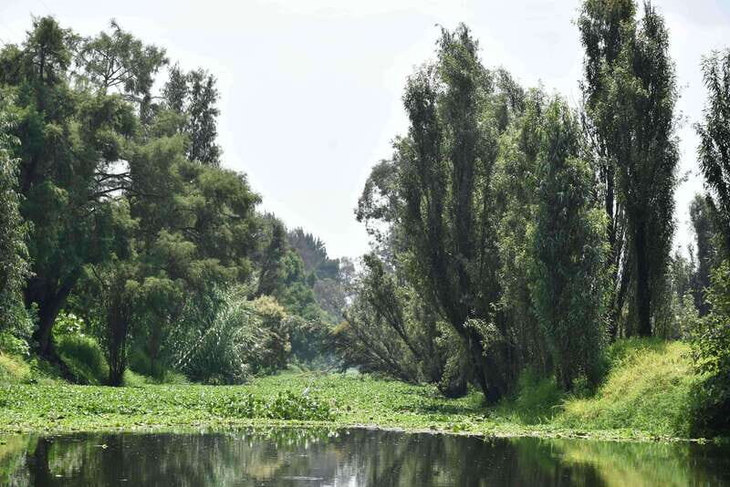 Xochimilco Serene: A Calm Cultural Escape from the Crowds - Analysis of Value and Practicalities