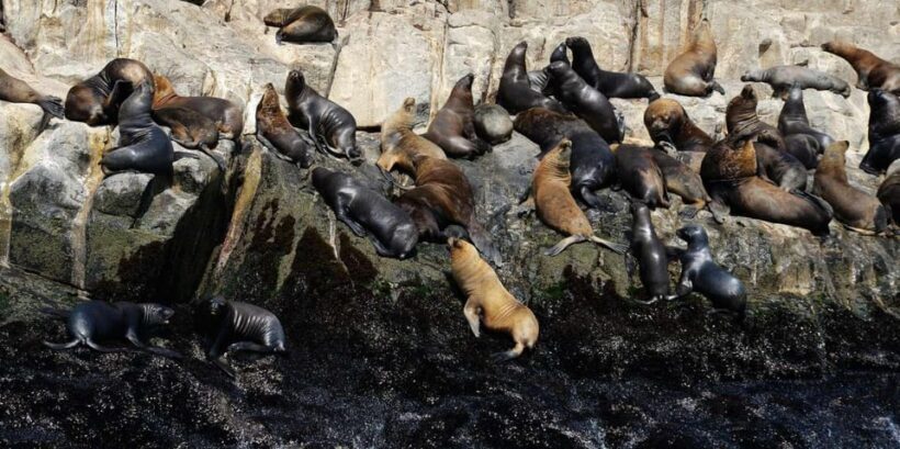 Yacht tour around the Palomino Island - An In-Depth Look at the Palomino Islands Yacht Tour