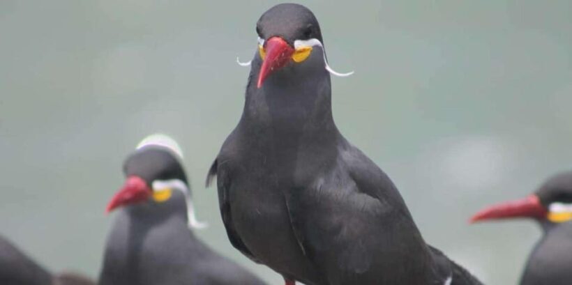 Yacht tour around the Palomino Island - FAQs