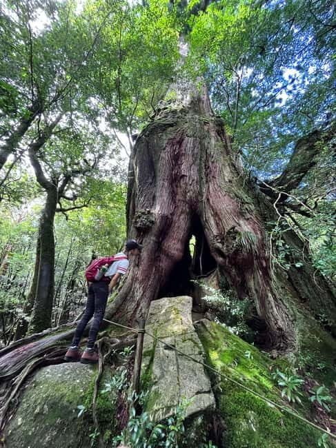 Yakushima: Outdoor 2-Activity Package - What Travelers Say