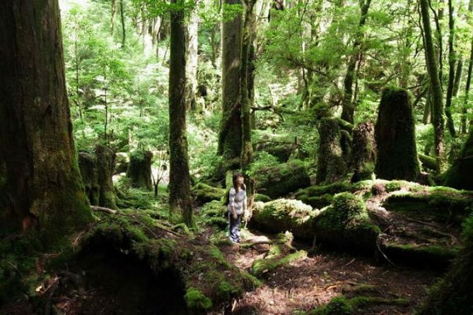 Yakusugi Cedar Forest Walking Tour on Yakushima Island - Key Points