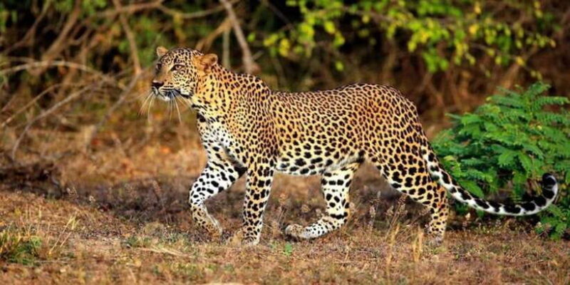Yala: 1 Day Leopard Safari with Picnic Lunch from Hambantota - Key Points