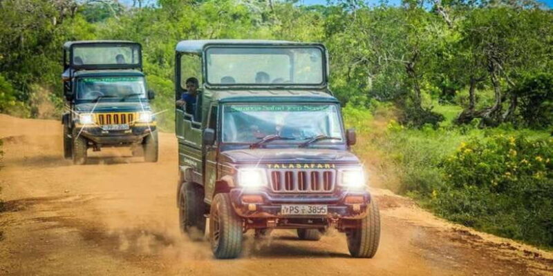 Yala: 1 Day Leopard Safari with Picnic Lunch from Hambantota - What This Tour Means for You