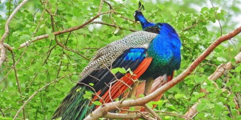 Yala: 1 Day Leopard Safari with Picnic Lunch from Hambantota - Is This Tour Right for You?