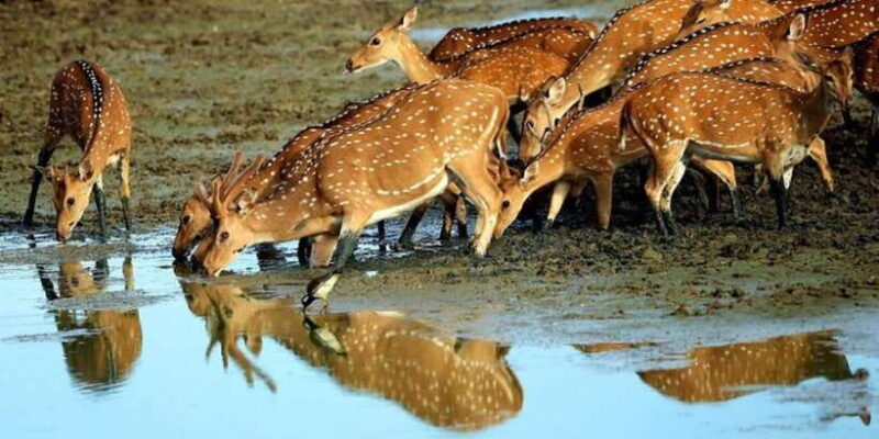 Yala: 1 Day Leopard Safari with Picnic Lunch from Hambantota - FAQs