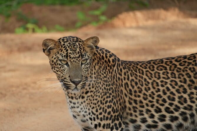 Yala and Udawalawa National Park Safari Tour From Hambantota port - FAQs