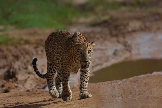 Yala Best Extended Half Day Safari By Ceylon Leopard Safari - Introduction