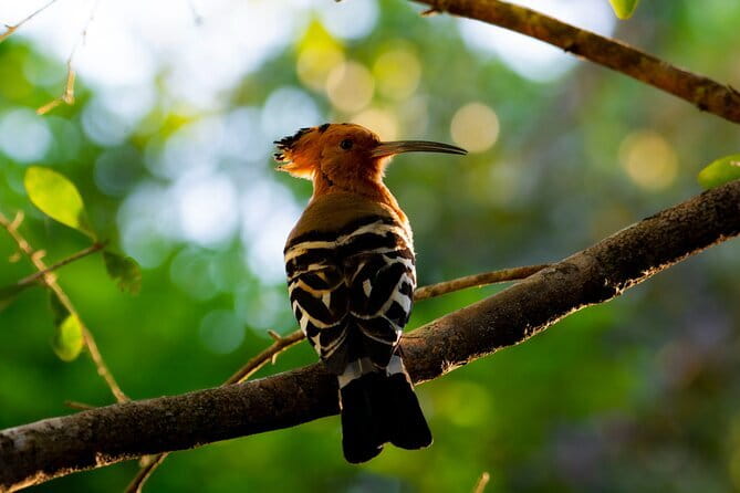 Yala Best Extended Half Day Safari By Ceylon Leopard Safari - Detailed Breakdown of the Safari Experience