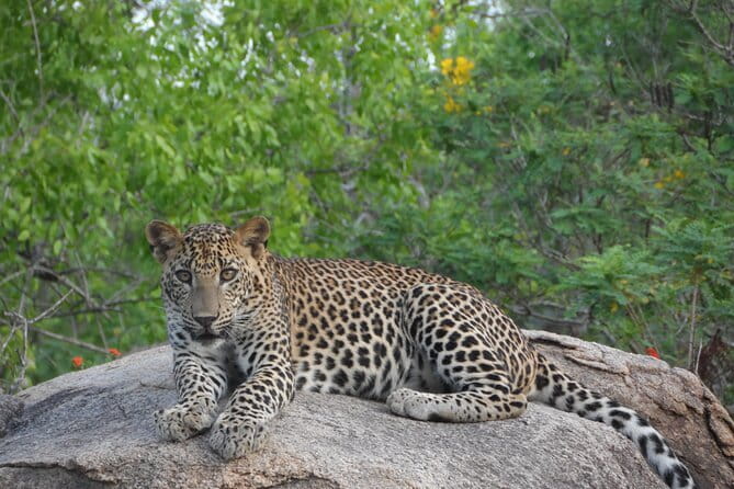 Yala Best Extended Half Day Safari By Ceylon Leopard Safari - The Sum Up