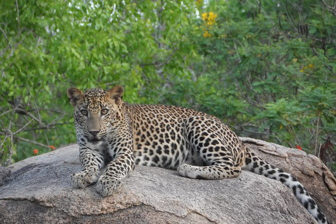 Yala Best Extended Half Day Safari By Ceylon Leopard Safari - Frequently Asked Questions