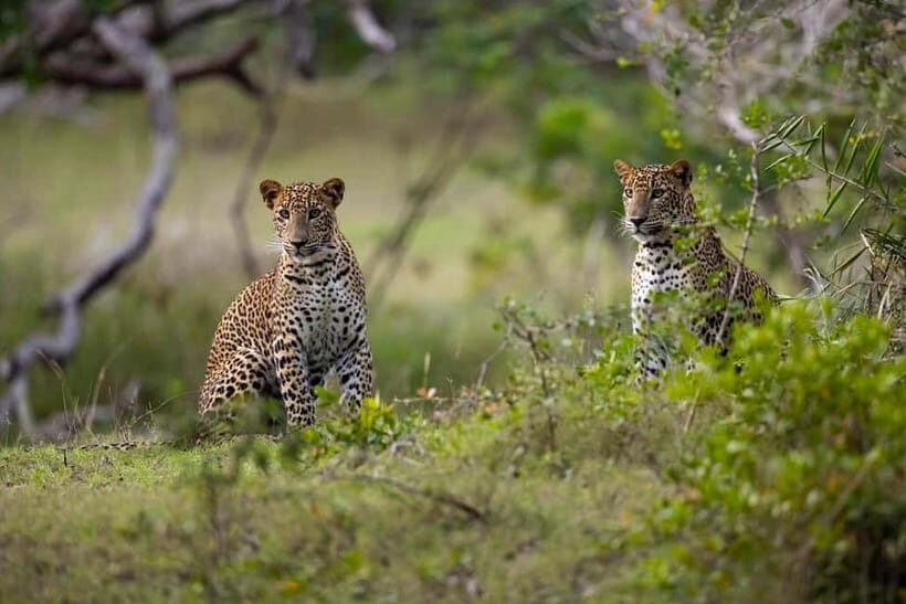 YALA BLOCK 5 & 6 (Weheragala & Lunugamwehera) Safari Tours - Why This Tour Offers Great Value
