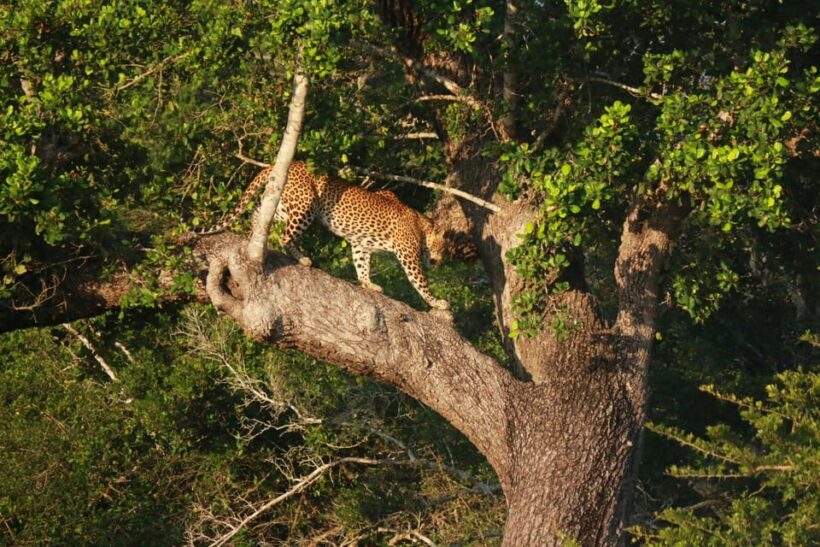 YALA BLOCK 5 & 6 (Weheragala & Lunugamwehera) Safari Tours - The Experience You’ll Love and the Considerations
