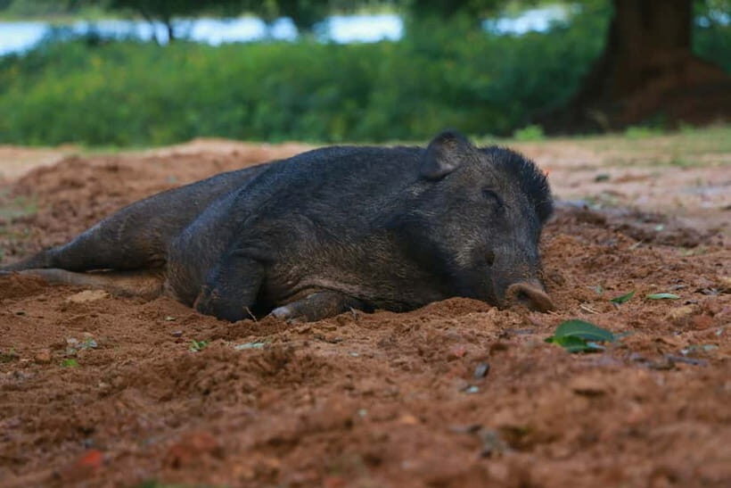 YALA BLOCK 5 & 6 (Weheragala & Lunugamwehera) Safari Tours - Who Should Consider This Tour?
