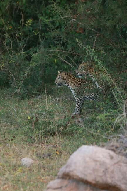 YALA BLOCK 5 & 6 (Weheragala & Lunugamwehera) Safari Tours - FAQs About Yala Blocks 5 & 6 Safari Tours