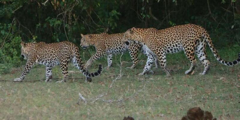 Yala block 5 & 6 (Weheragala & Lunugamwehera) Safari Tours - Key Points