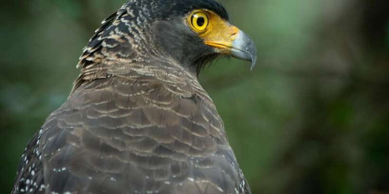 Yala block 5 & 6 (Weheragala & Lunugamwehera) Safari Tours - What’s Included and What’s Not