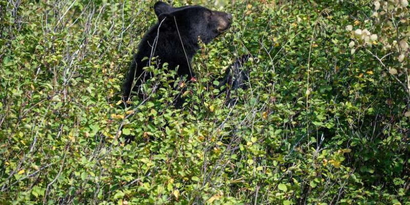 Yala block 5 & 6 (Weheragala & Lunugamwehera) Safari Tours - The Value Proposition