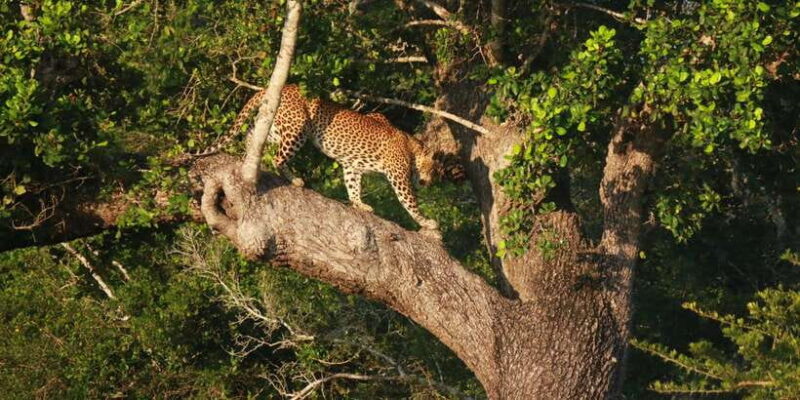 Yala block 5 & 6 (Weheragala & Lunugamwehera) Safari Tours - FAQs
