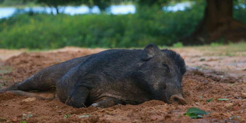 Yala block 5 & 6 (Weheragala & Lunugamwehera) Safari Tours - Final Thoughts