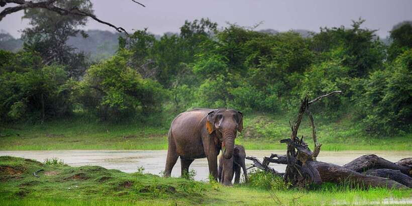 Yala Block 5: Private Morning or Evening Safari - Exploring the Quiet Charm of Yala Block 5: Private Morning or Evening Safari
