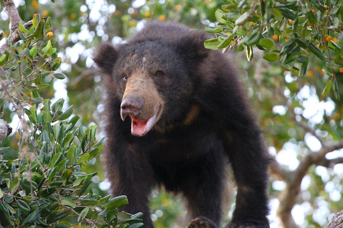 Yala Full Day Safari from Hambantota Port Shore Excursion - Key Points