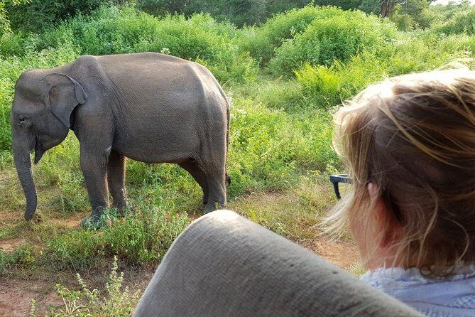 Yala half day safari - Key Points