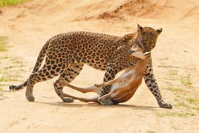 Yala half day safari - FAQ