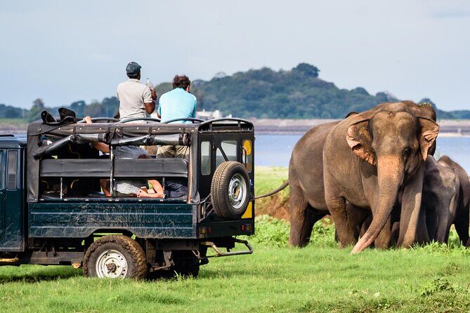 Yala Half Day Safari from Yala - FAQ