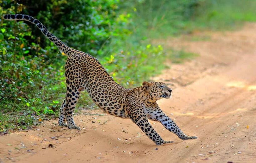 Yala Jeep Safari: Tour from Colombo/Pasikudah/Ella/Bentota - Key Points