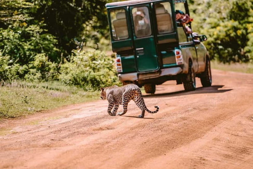 Yala Jeep Safari: Tour from Colombo/Pasikudah/Ella/Bentota - An In-Depth Look at the Yala Jeep Safari Experience