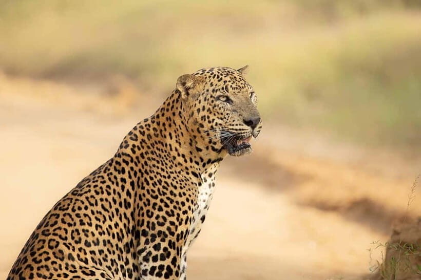 Yala National Park 4*4 Leopard Safari Tour - The Vehicles and Guides: Why They Matter