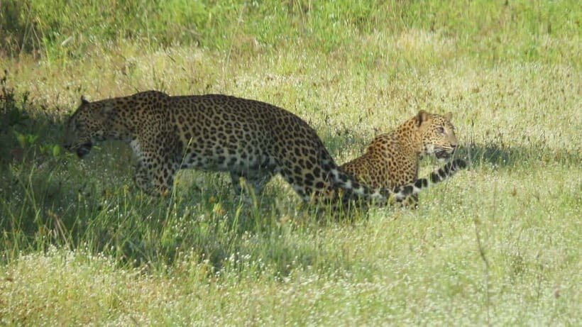 Yala National Park 4*4 Leopard Safari Tour - The Experience Provider: Tiger Safaris