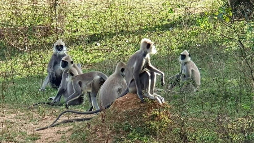 Yala National Park 4*4 Leopard Safari Tour - FAQ