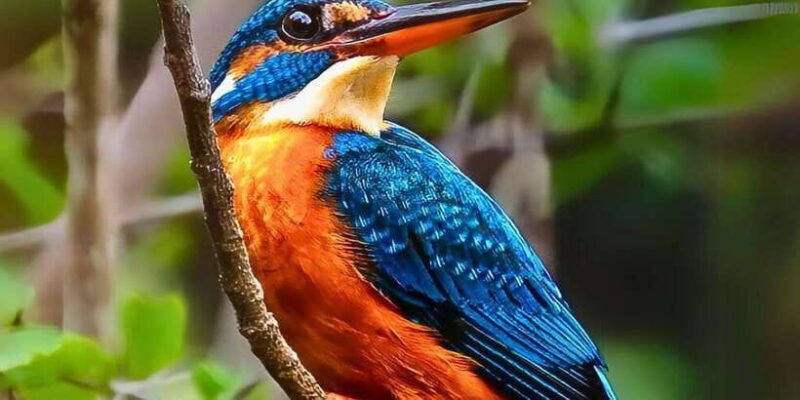 Yala National Park 4*4 Leopard Safari Tour - The Sum Up