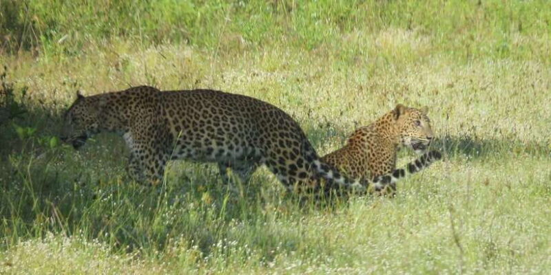 Yala National Park 4*4 Leopard Safari Tour - FAQ