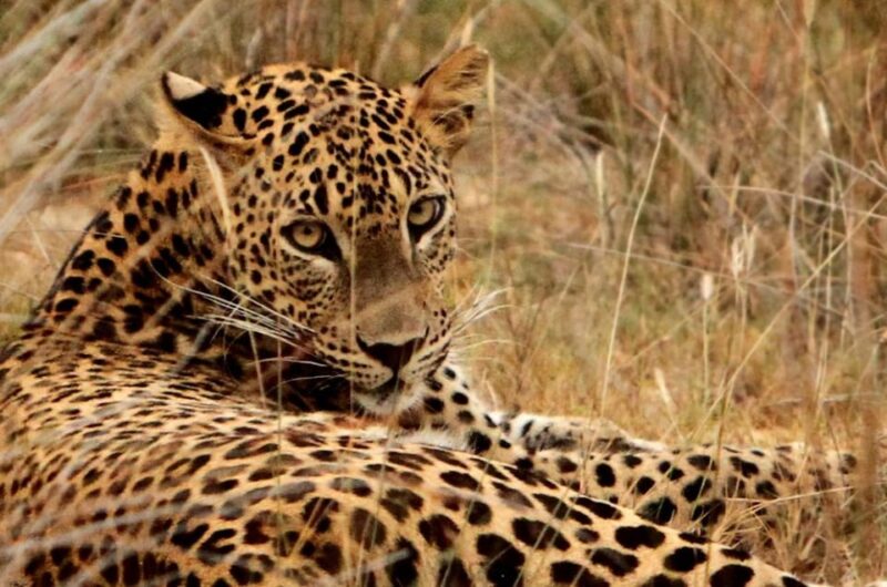 Yala National Park: 7 hours or 12 hours Leopard Wild Safari - Practical Tips for Visitors