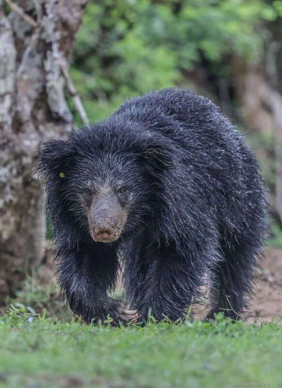 Yala National Park: 7 hours or 12 hours Leopard Wild Safari - FAQs