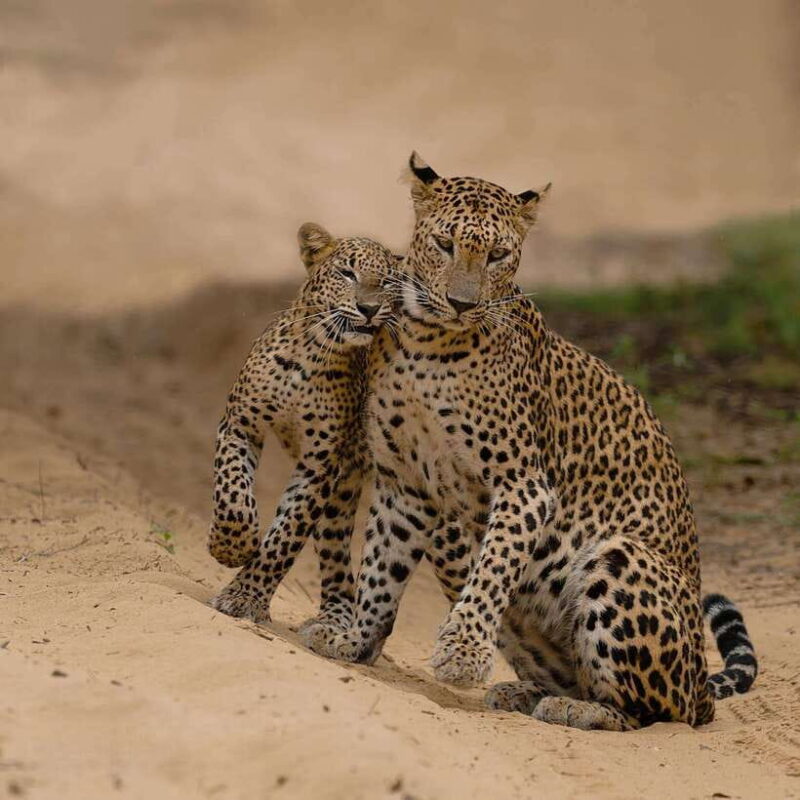 Yala National Park: 7 hours or 12 hours Leopard Wild Safari - Final Thoughts