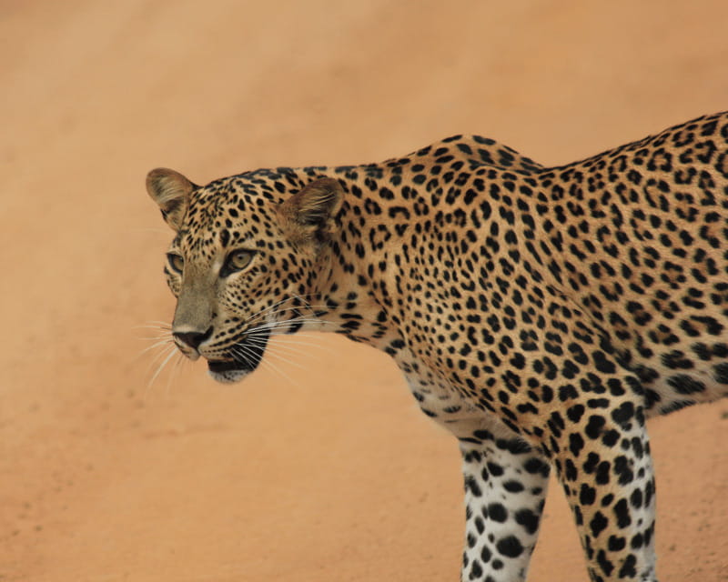 YALA National Park (7 - hours) Wildlife Safari Tour - The Sum Up