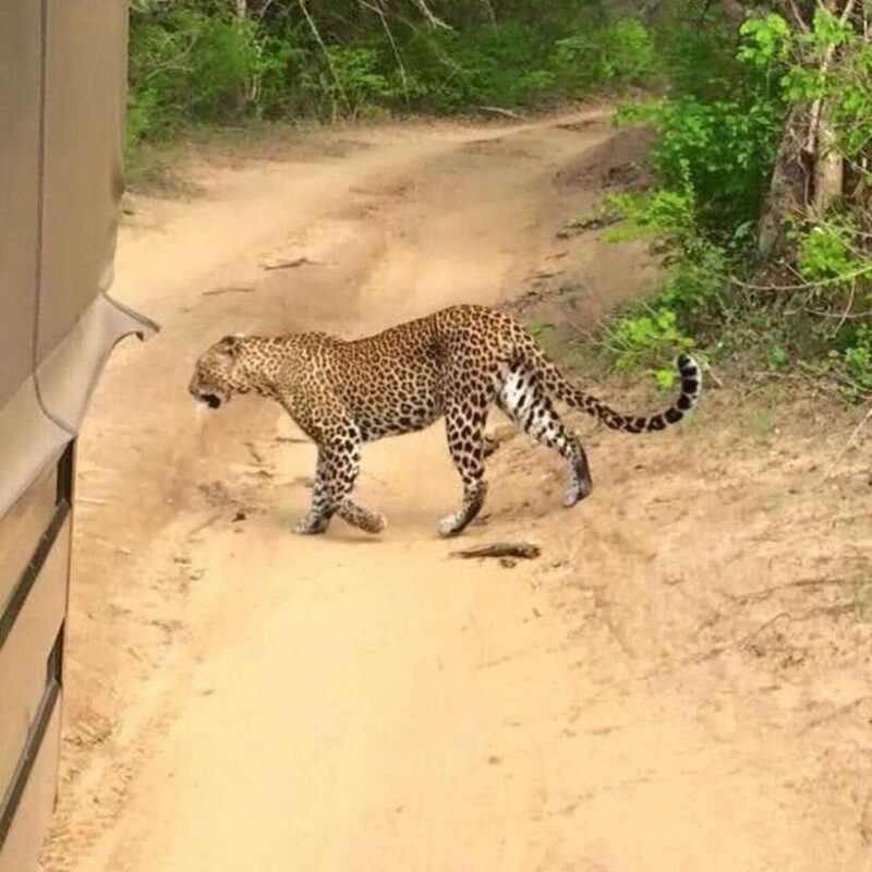 Yala National Park: All Inclusive Private Safari Day Trip - Introduction