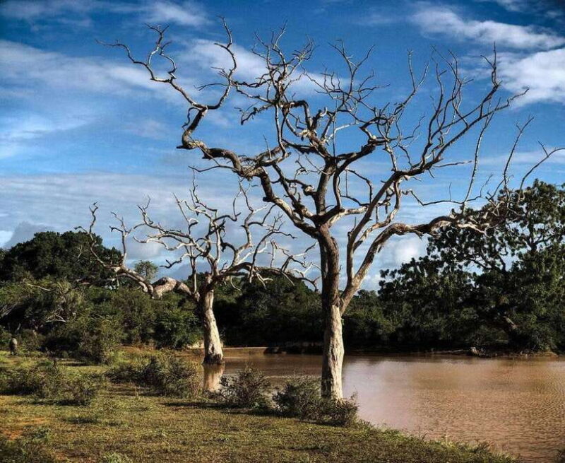 Yala National Park: All Inclusive Private Safari Day Trip - Breakdown of the Itinerary