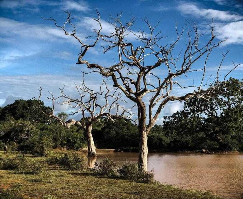 Yala National Park: All Inclusive Private Safari Day Trip - What You Can Expect During the Safari