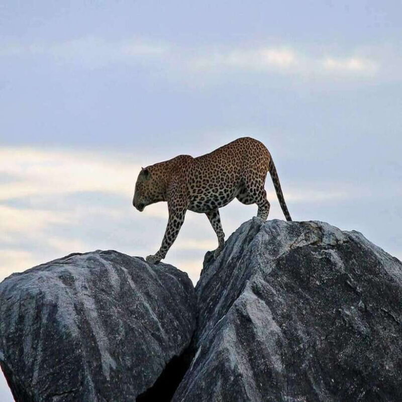 Yala National Park: All Inclusive Private Safari Day Trip - FAQ