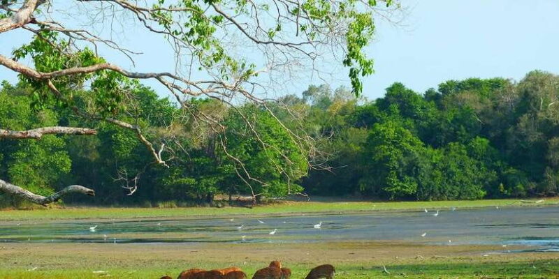 Yala National Park: ALL INCLUSIVE PRIVATE Safari Tour - Key Points